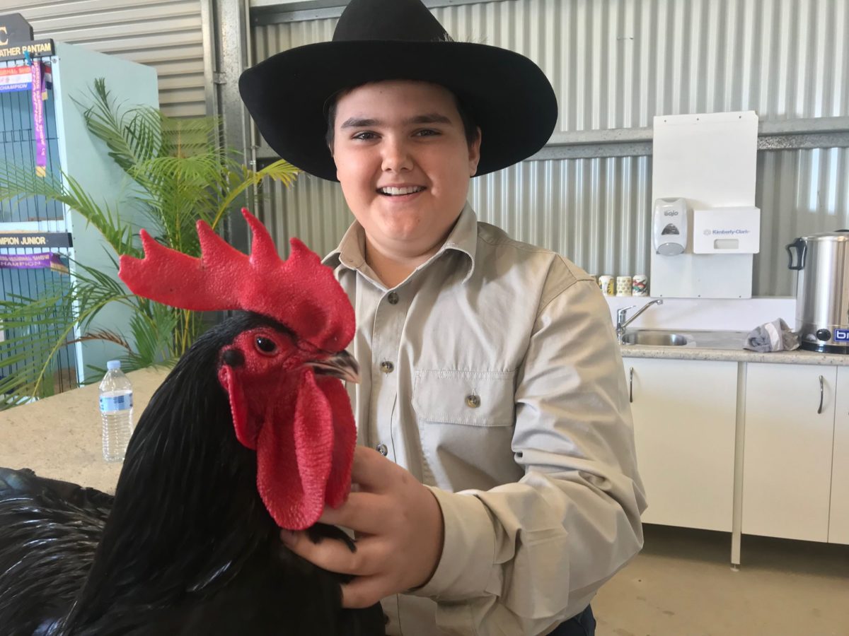 Jack's crowing after Bruce the rooster claims prize – Bundaberg Now