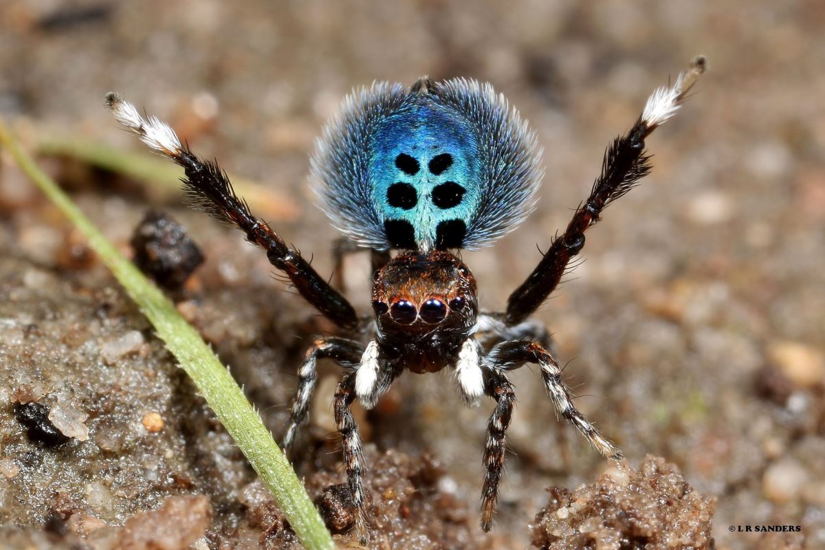 Rare peacock spider photographed – Bundaberg Now