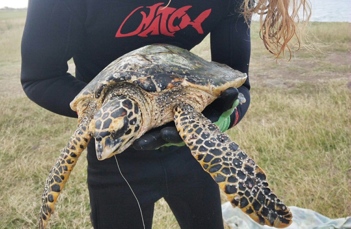 Rare Hawksbill sea turtle rescued at Elliott Heads – Bundaberg Now