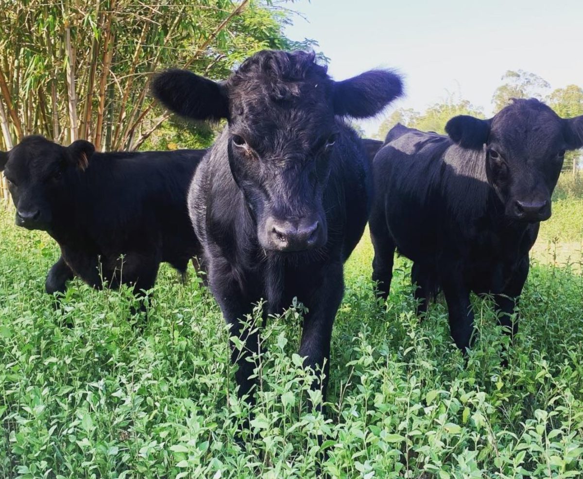 Farm animals get love and life with Clark family – Bundaberg Now
