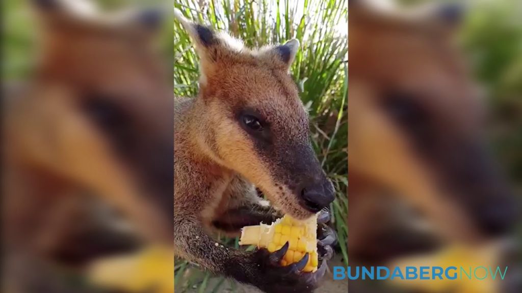 Rusty the swamp wallaby loves his corn treats – Bundaberg Now