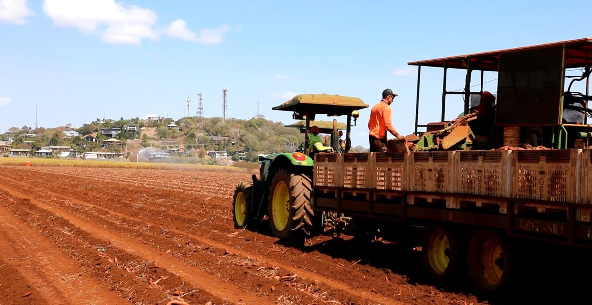 Greensill Farming Group looks to future expansion – Bundaberg Now