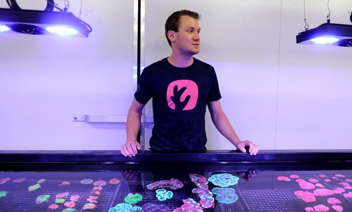 Monsoon Aquatics takes reef to world – Bundaberg Now