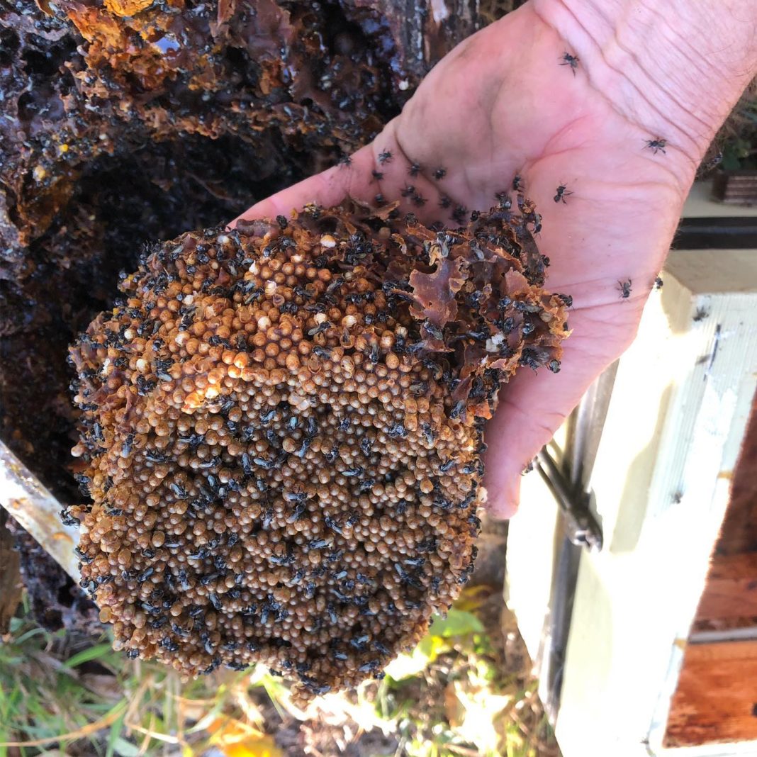 Thousands of native bees battle it out at coffee farm – Bundaberg Now