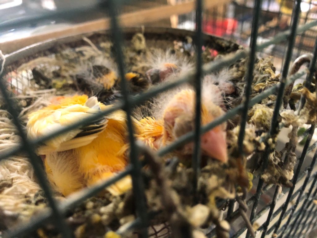 Kevin's canaries bring out a passion for life – Bundaberg Now