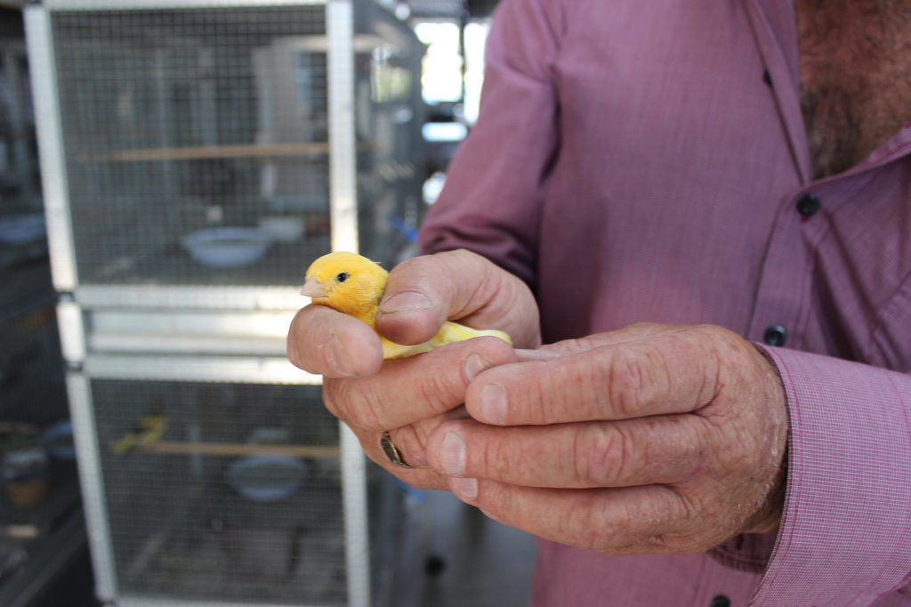 Kevin's canaries bring out a passion for life – Bundaberg Now