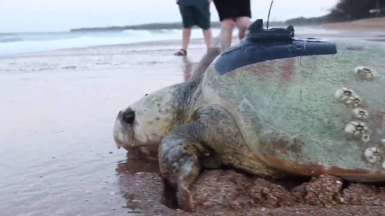Merlie the turtle tagged for science – Bundaberg Now