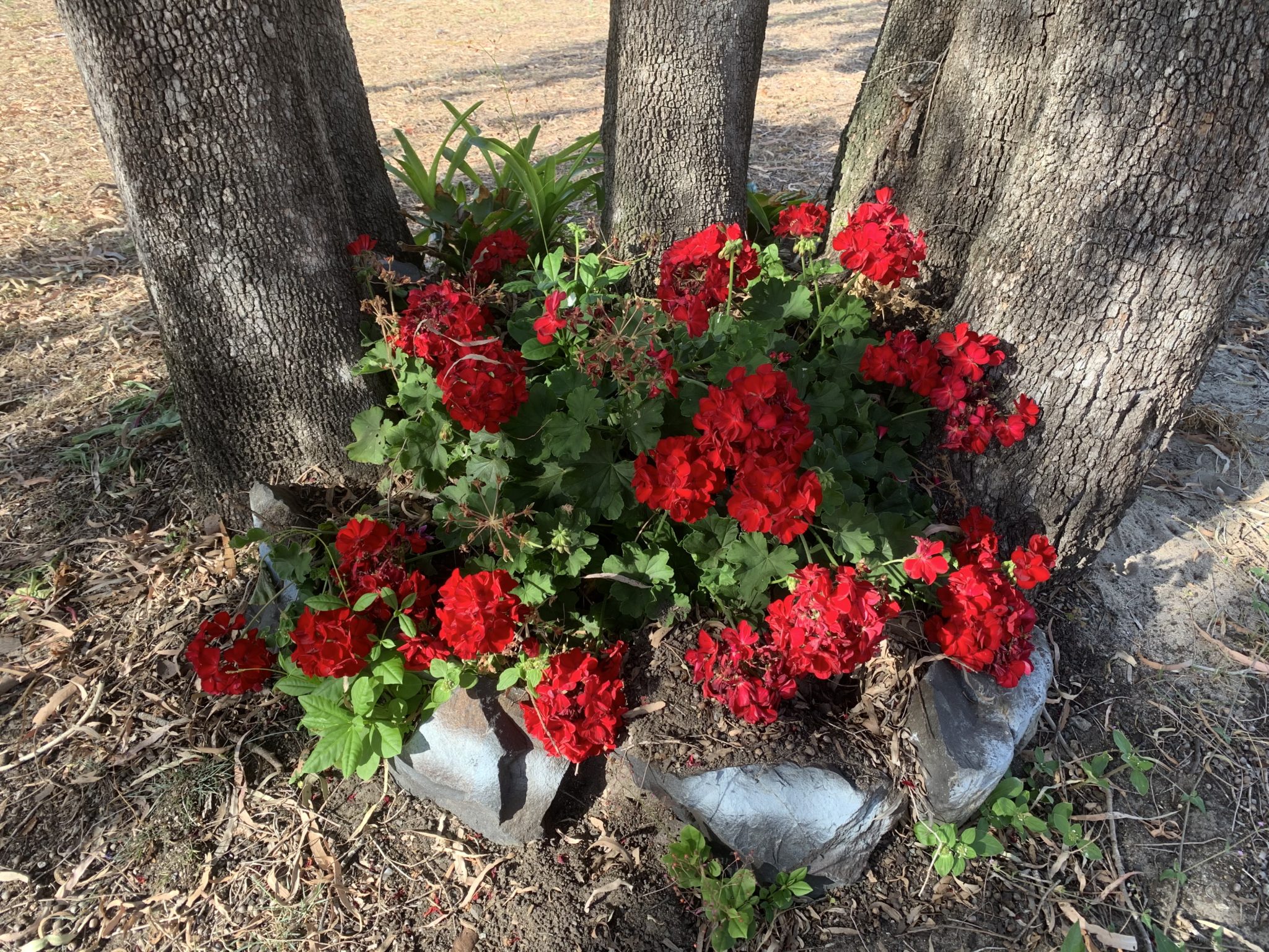 93yo Noel Loder serves Woodgate Beach community – Bundaberg Now