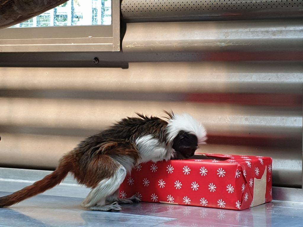 Christmas unwrapped for Alexandra Park Zoo animals – Bundaberg Now