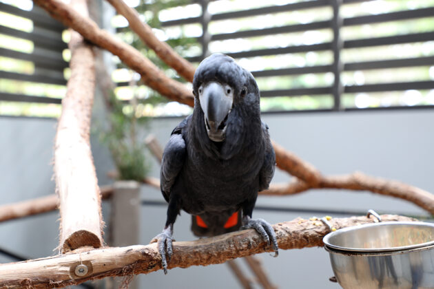 Who’s who in the zoo: red-tailed black cockatoo – Bundaberg Now