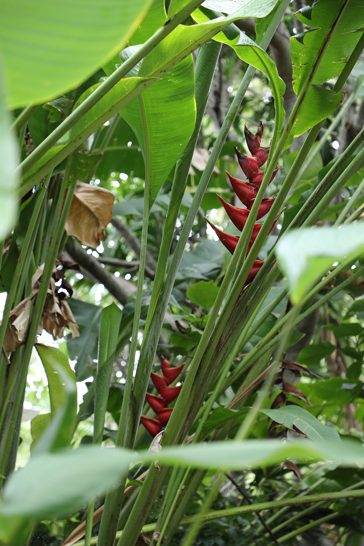 Botanic Gardens' Giant Red in bloom – Bundaberg Now