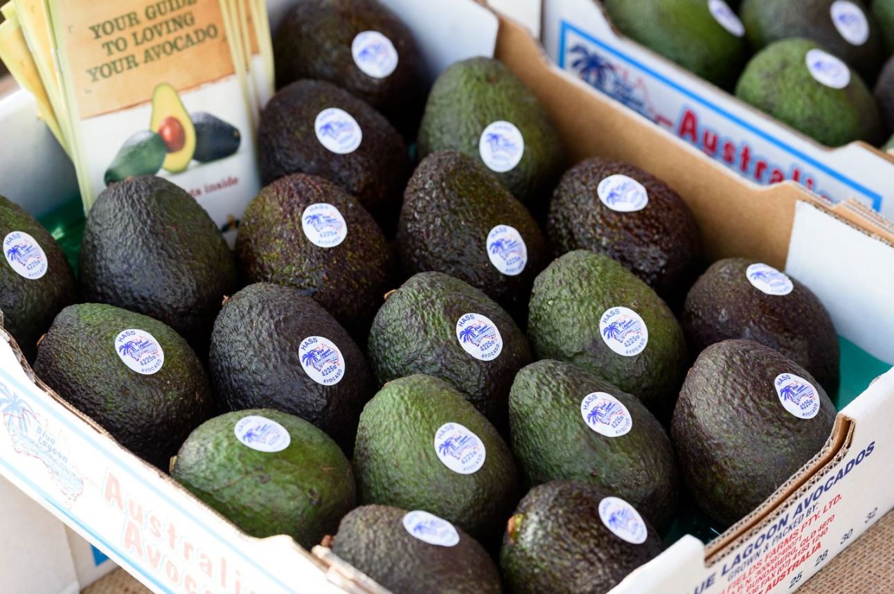 Bundaberg avocados a smashing success – Bundaberg Now