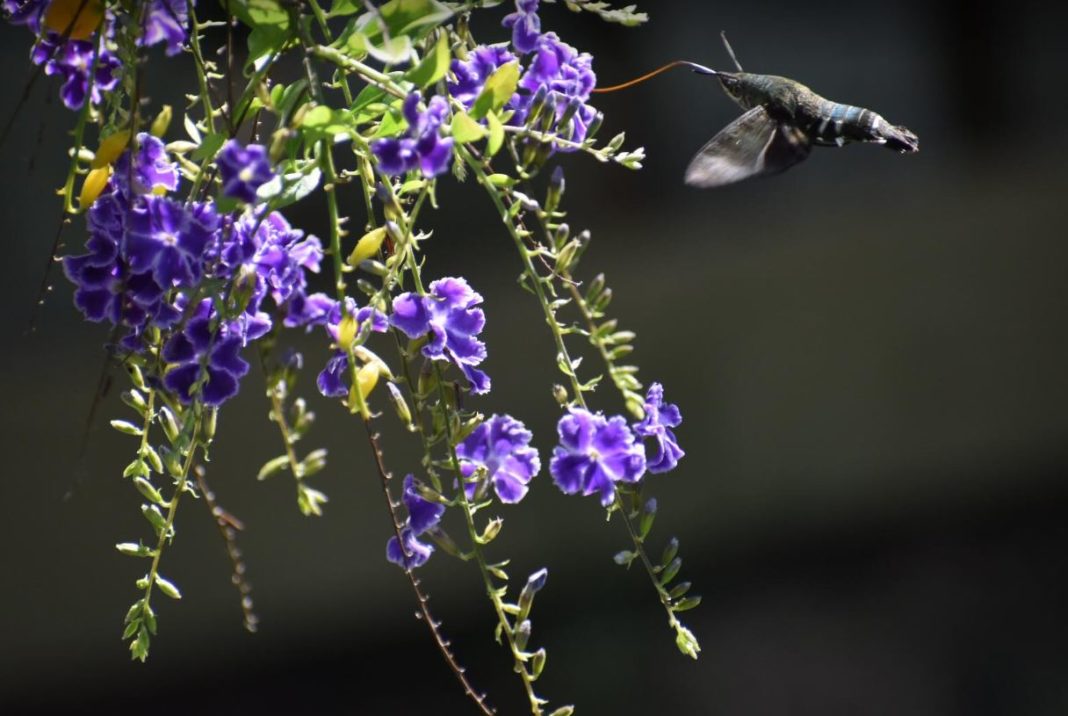 Is it a bird? Flower-loving moth takes over gardens – Bundaberg Now