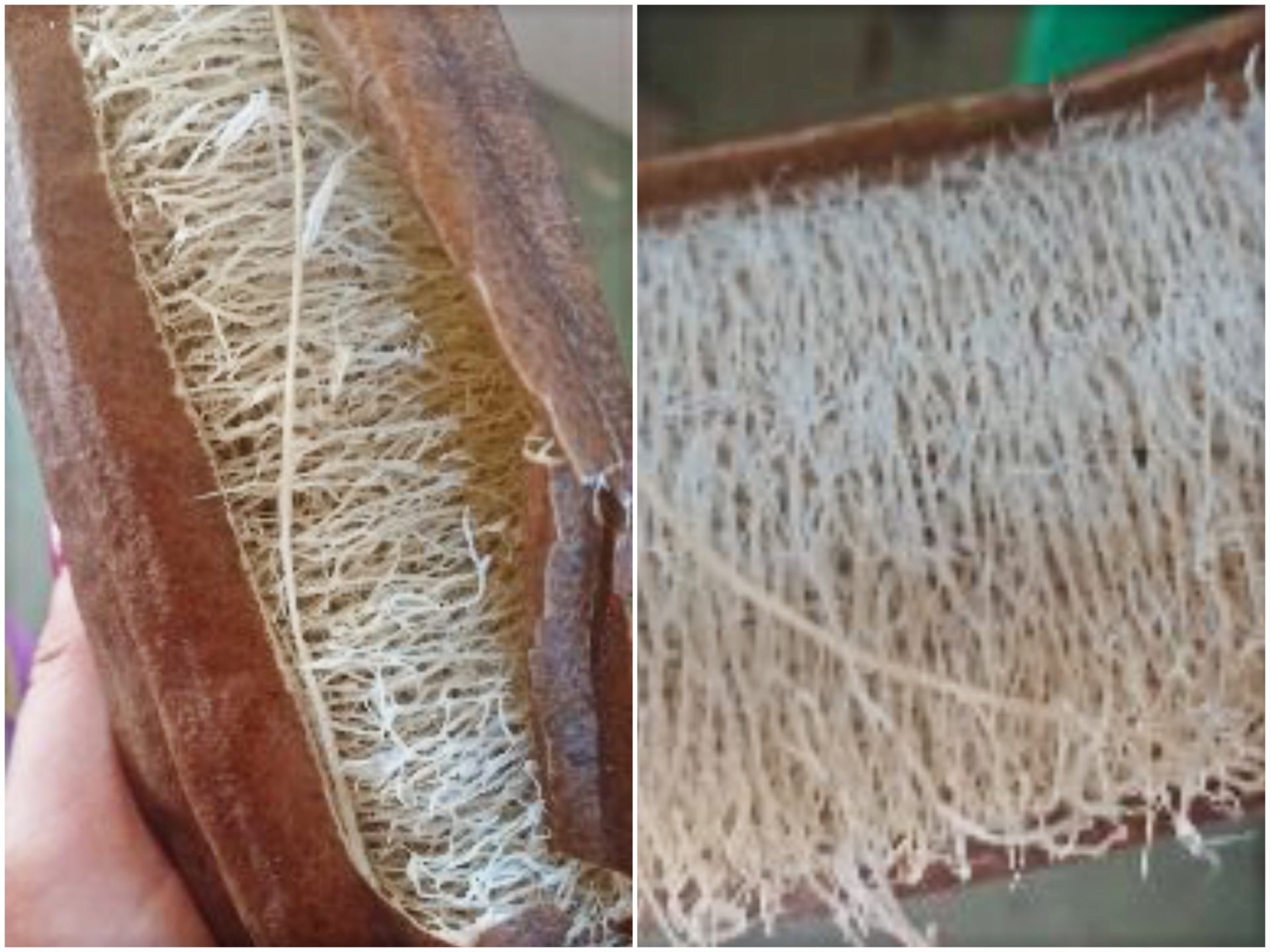 From vine to shower: how natural loofahs are made – Bundaberg Now