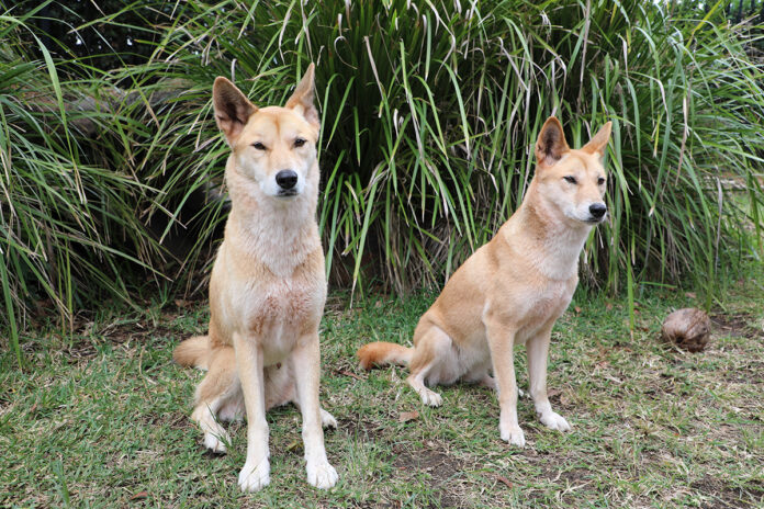 Who's Who in the Zoo: Dingoes – Bundaberg Now