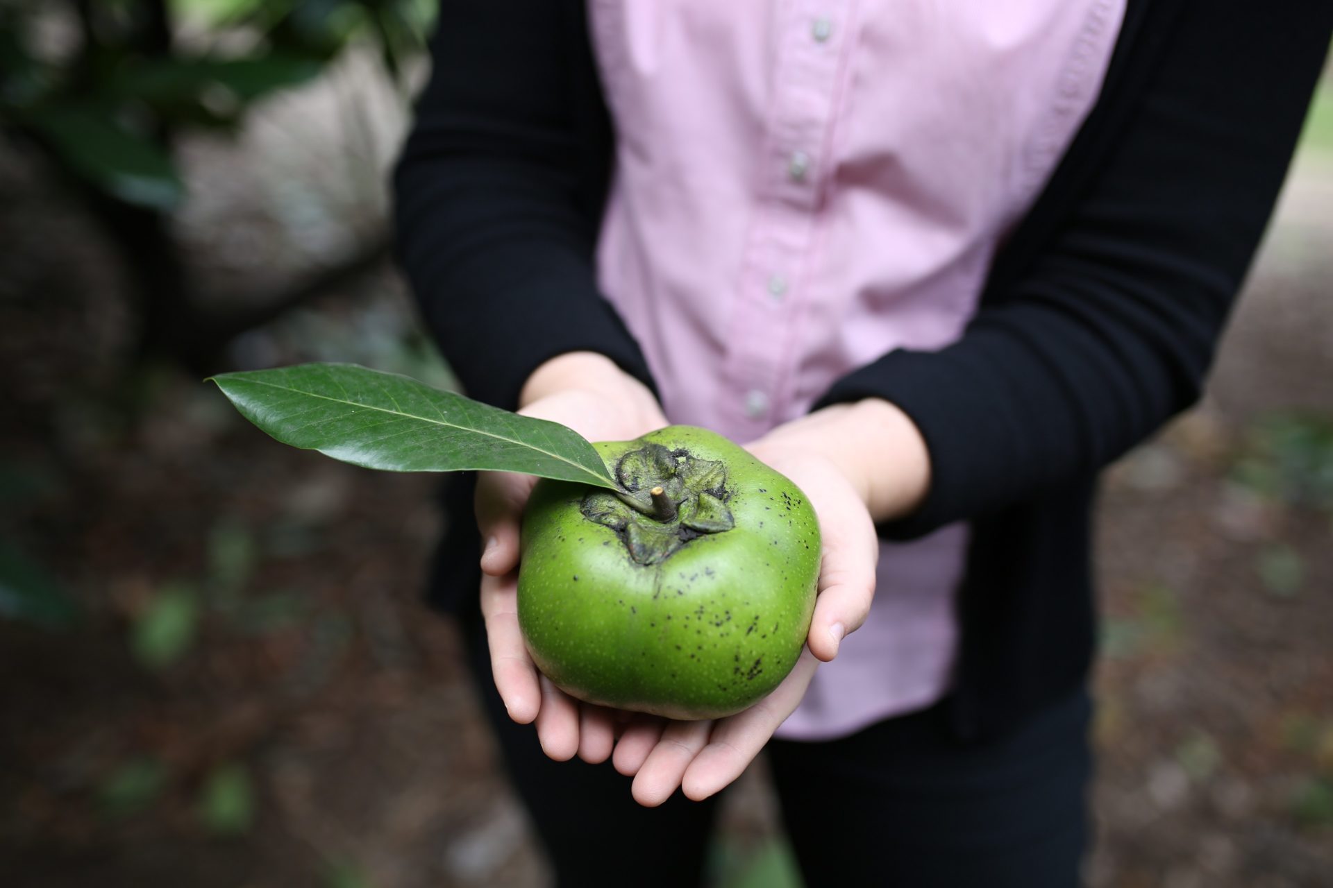 Pudding you can pluck from a tree – Bundaberg Now