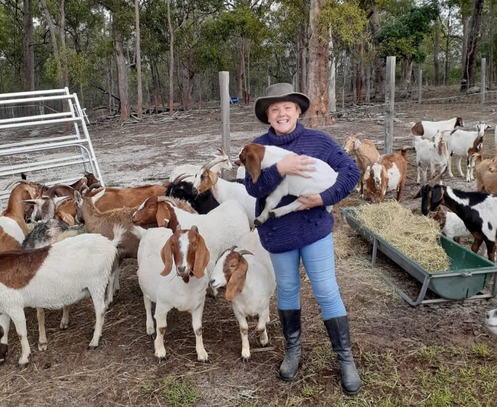 'Accidental goat farmers' as industry booms – Bundaberg Now