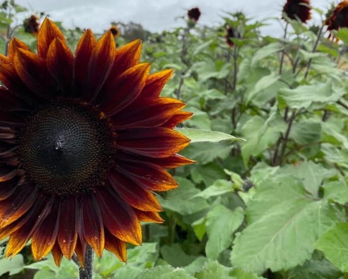 Ruby Passion Sunflowers blossom in Bundy climate – Bundaberg Now