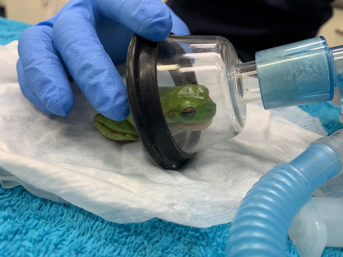 Bundaberg vet saves frog with injured leg – Bundaberg Now