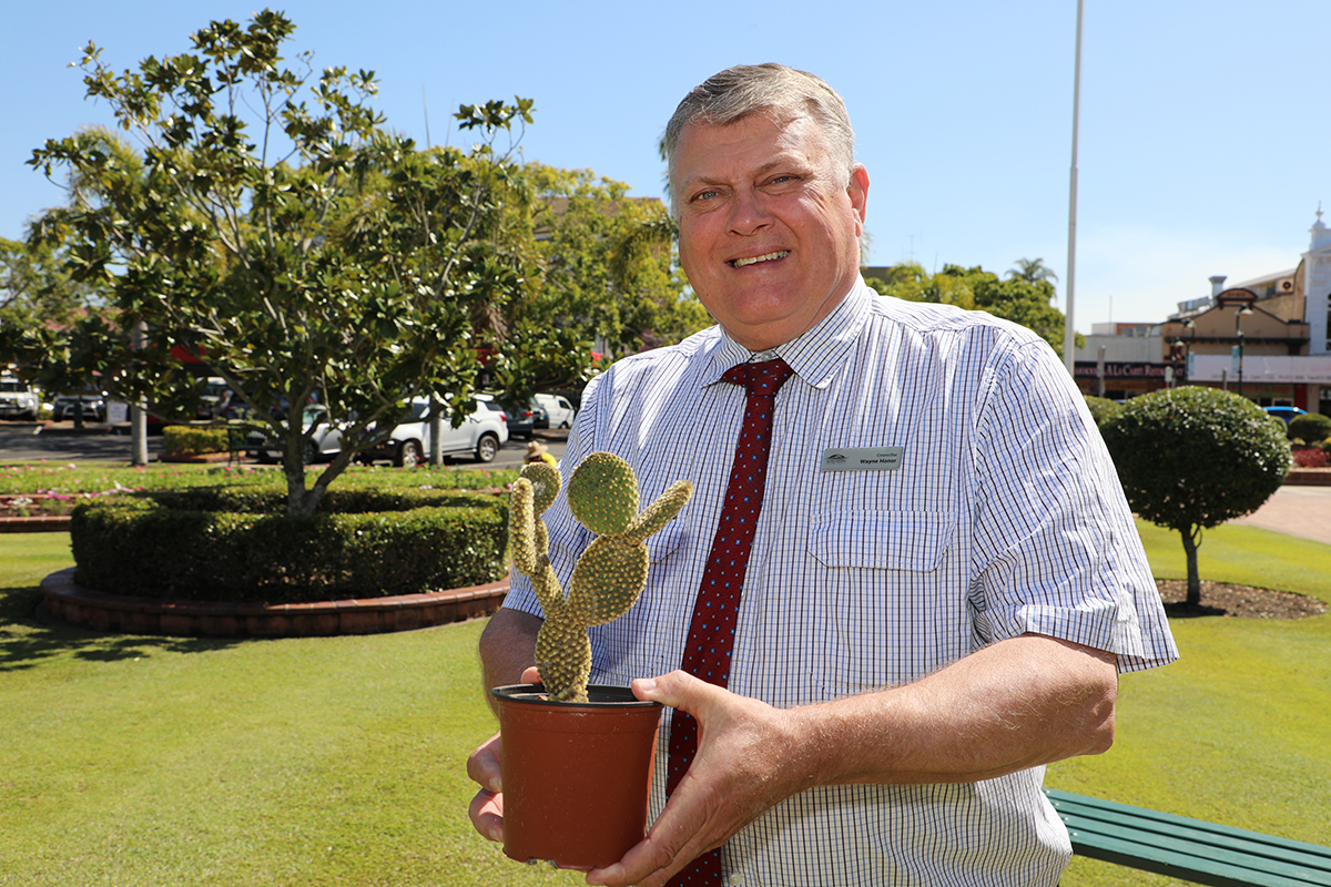 Illegal cacti cause prickly problem – Bundaberg Now