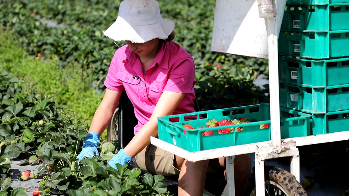 Holiday work inspires agriculture career – Bundaberg Now