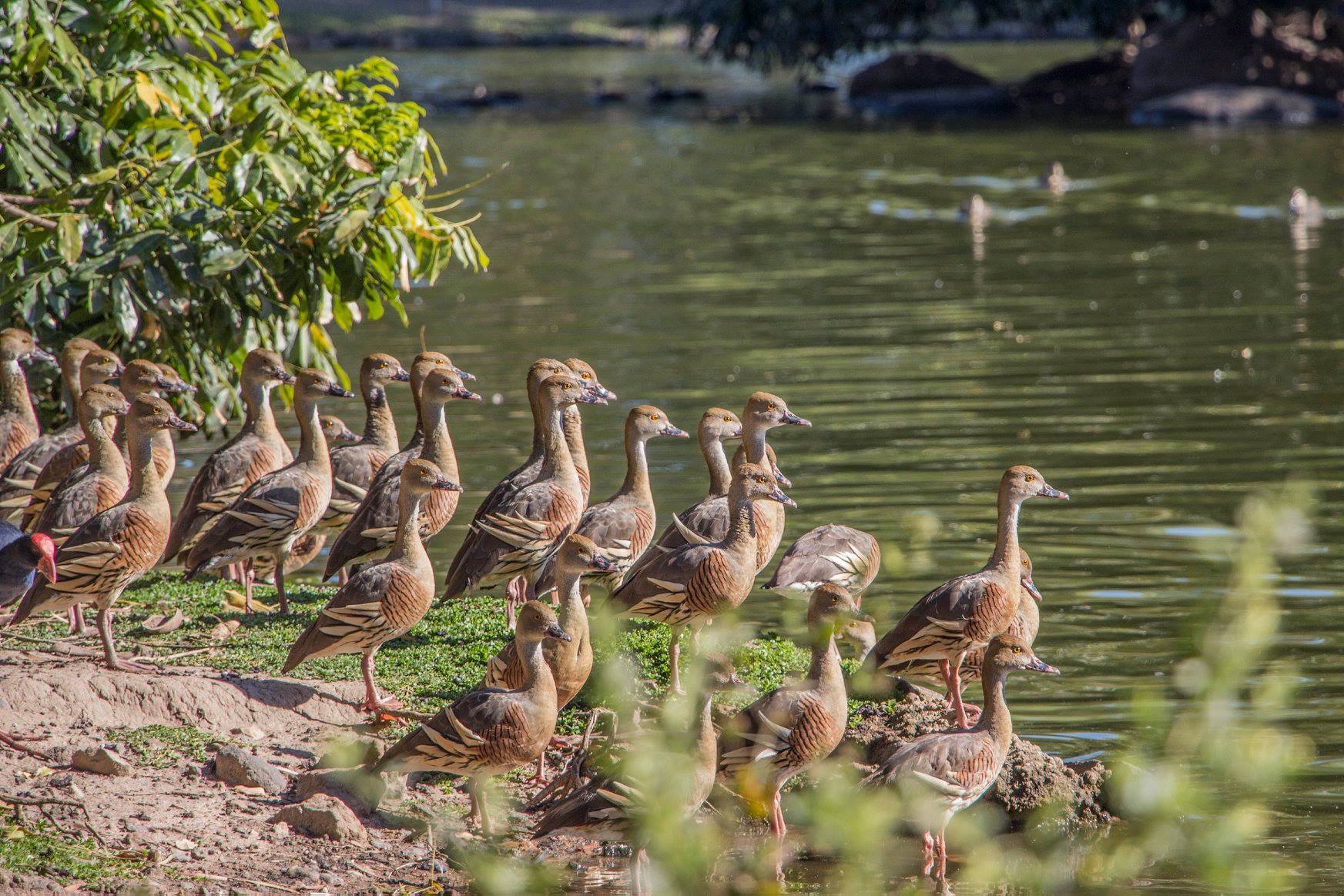 Twitchers flock to Aussie Backyard Bird Count – Bundaberg Now