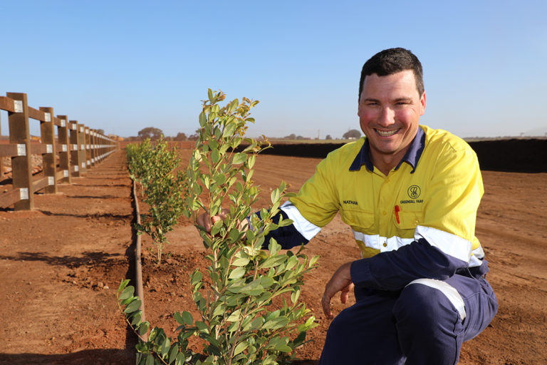 Greensill tree planting supports One Million Trees – Bundaberg Now
