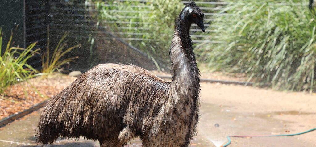 Who's who in the zoo: emus – Bundaberg Now