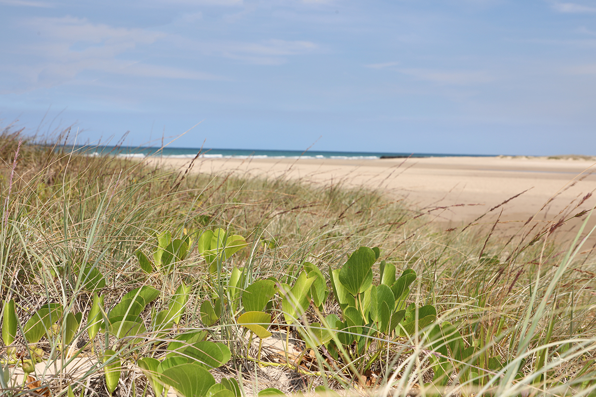 Volunteers needed for coastal dune planting – Bundaberg Now