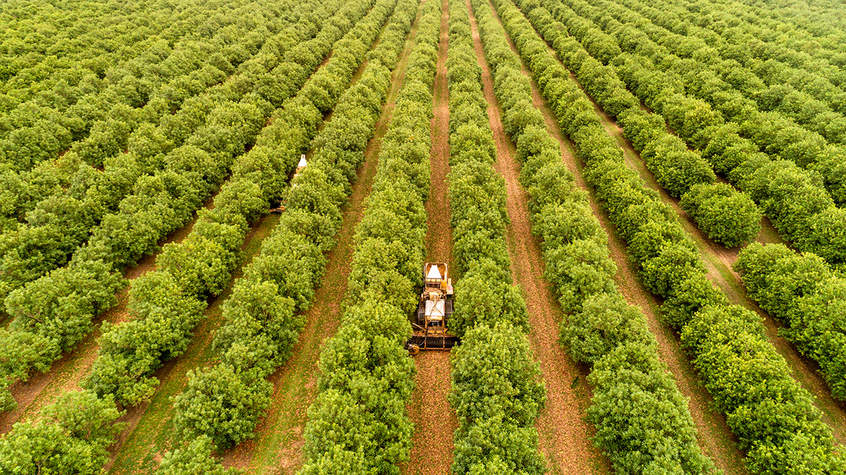 Macadamia crop modelling predicts increase for 2021 – Bundaberg Now