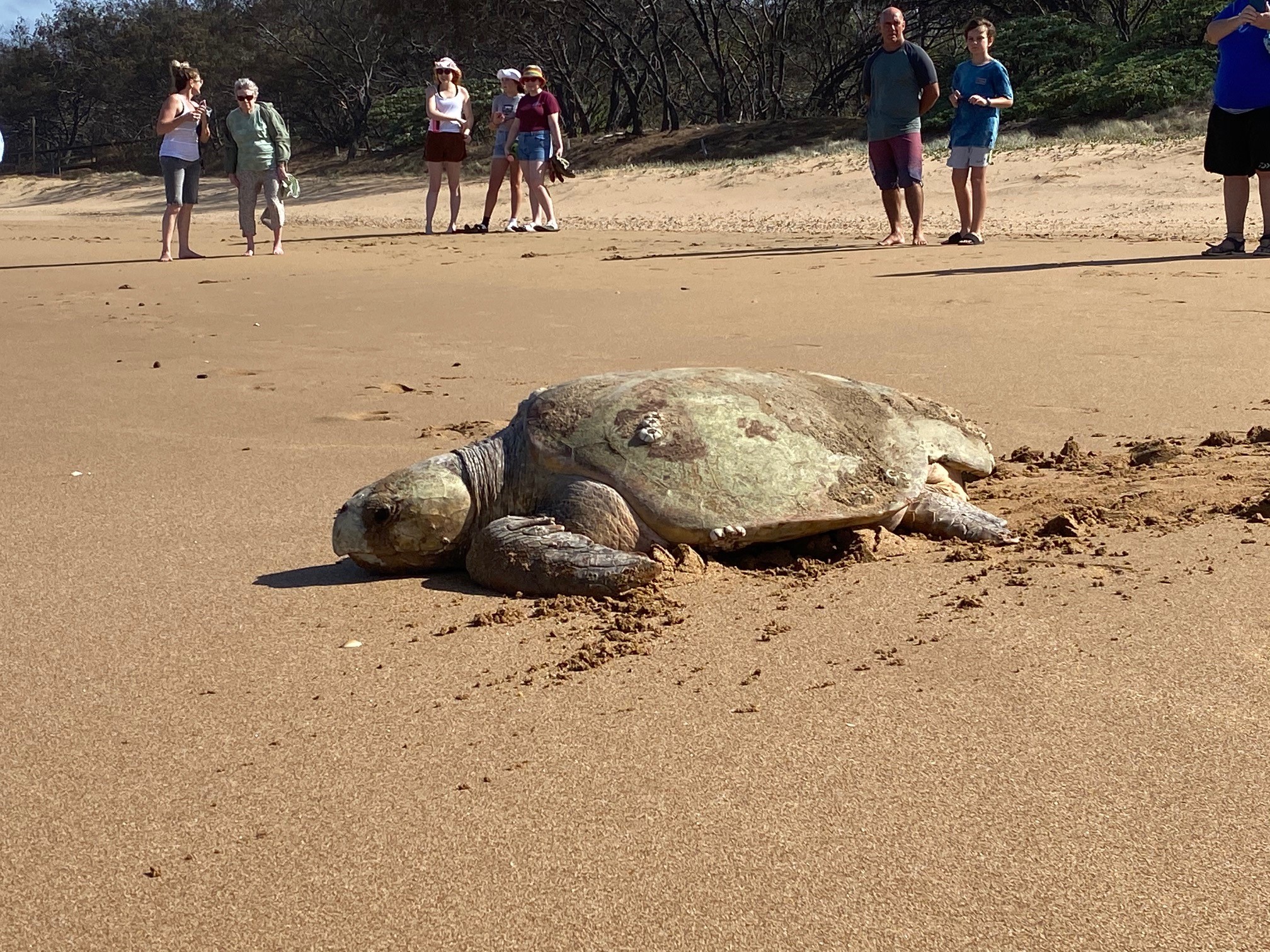Mon Repos cooling trial aims to boost male turtles – Bundaberg Now