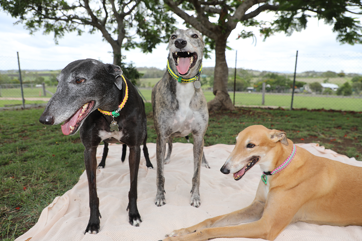 Ex-racing greyhounds lapping up Gin Gin life – Bundaberg Now