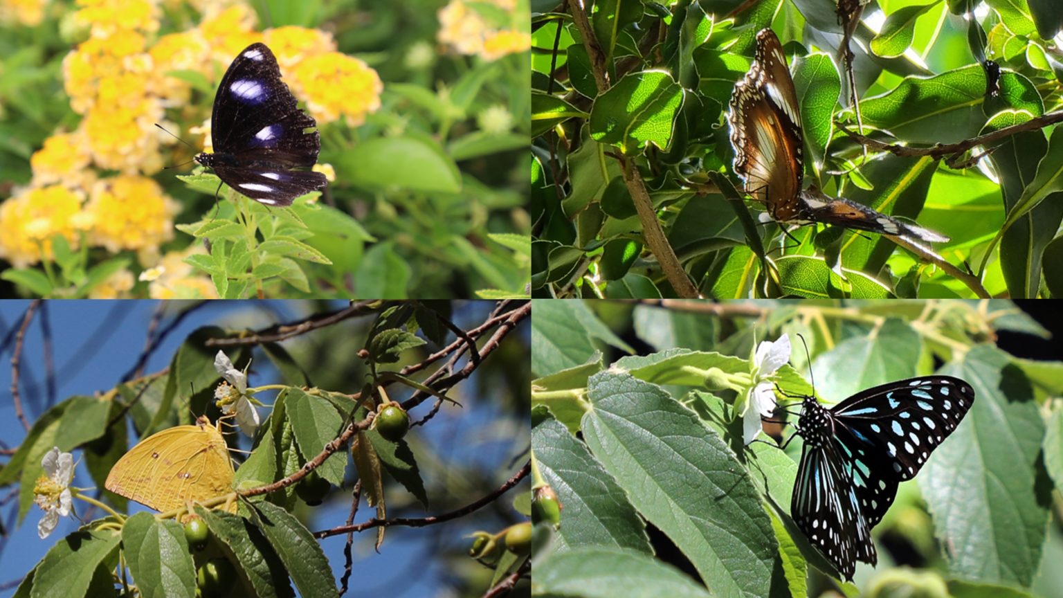 Butterfly population blossoms in Bundaberg – Bundaberg Now