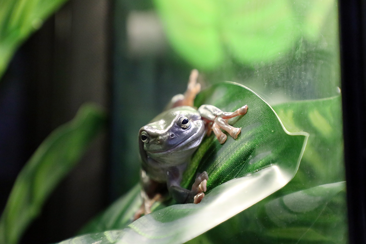 Who's Who in the Zoo: Frogs – Bundaberg Now