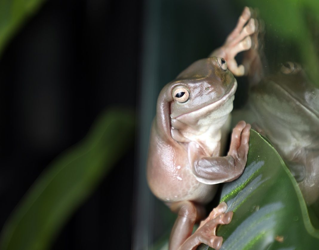 New zoo residents leap in on World Frog Day – Bundaberg Now