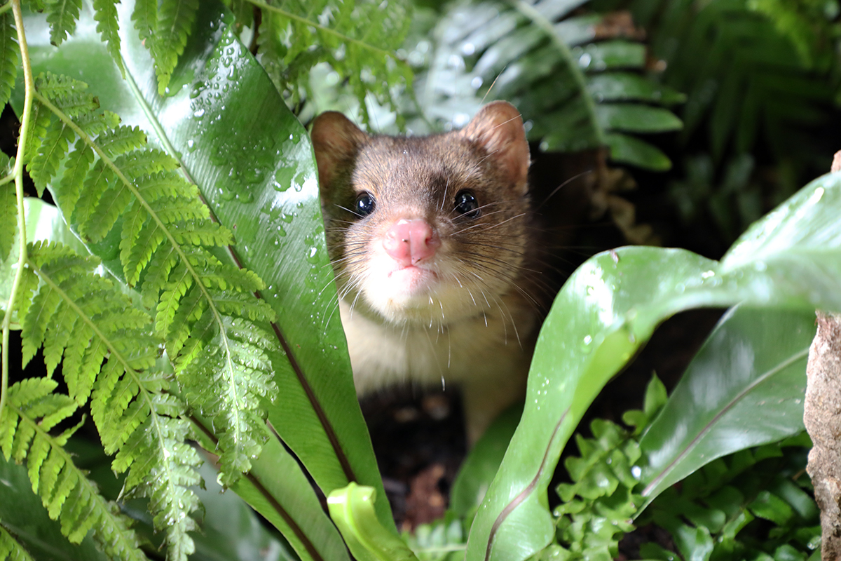 Enjoy Breakfast at the Zoo during Milbi Festival – Bundaberg Now