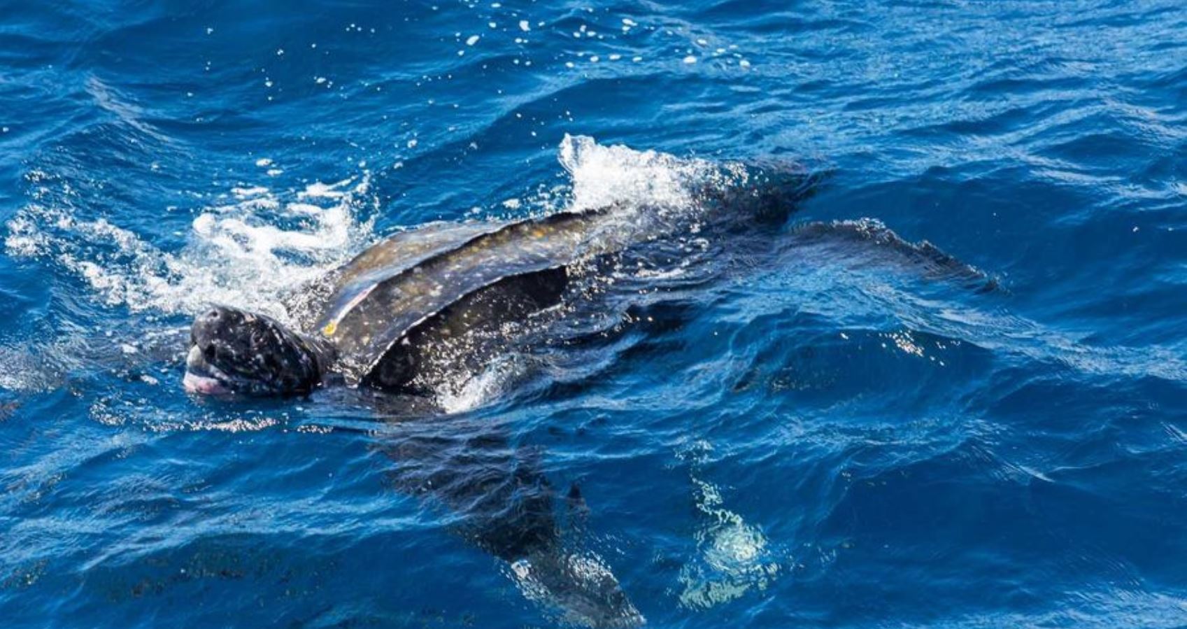 Leatherback turtle a surprise treat for whale watchers – Bundaberg Now