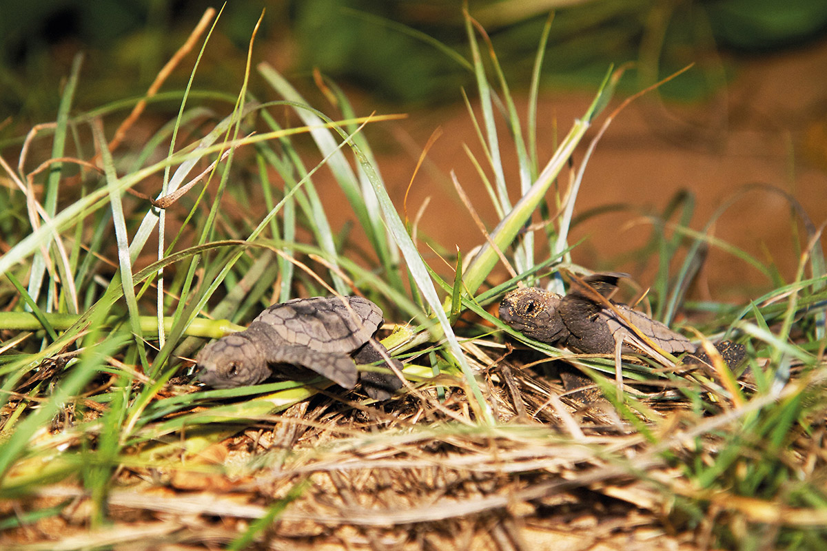 Bundaberg boasts bumper year for turtles – Bundaberg Now