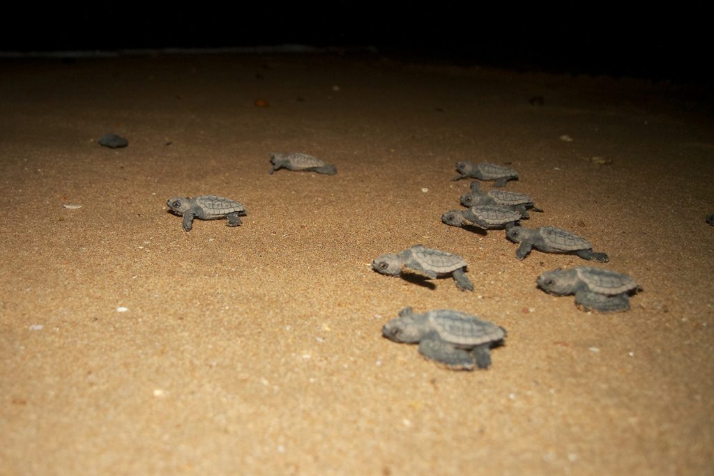 How to: take part in Turtle Hour – Bundaberg Now