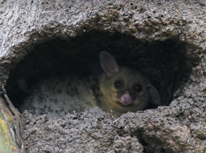 Mud nest the perfect home for kookaburras, possums – Bundaberg Now