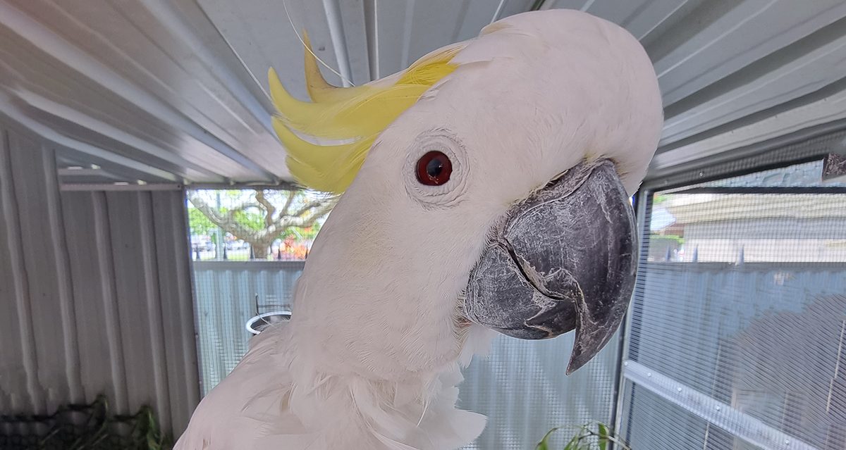 New cockatoo friend for George at the zoo – Bundaberg Now
