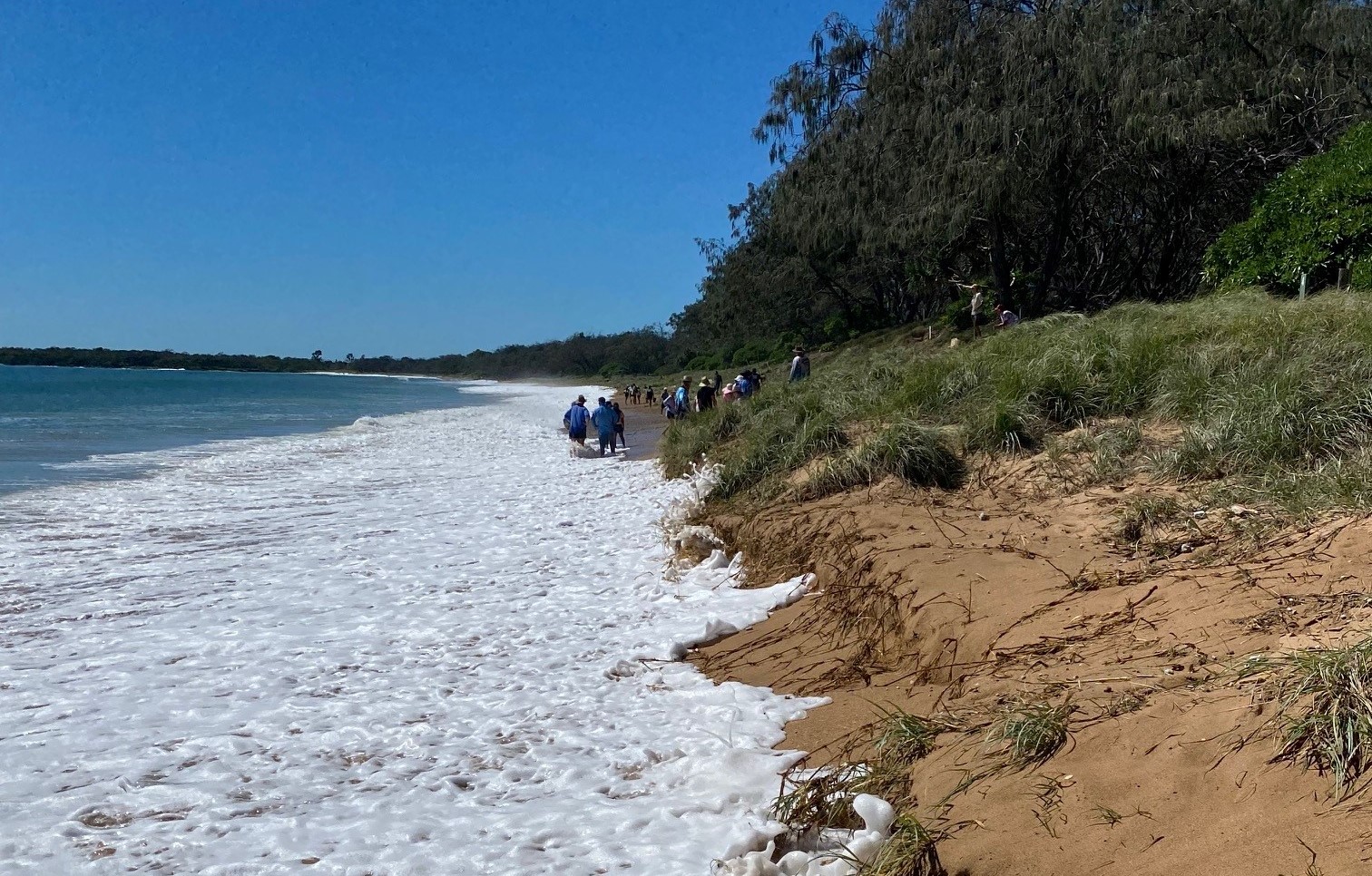 Thousands of turtle eggs moved after high tides – Bundaberg Now