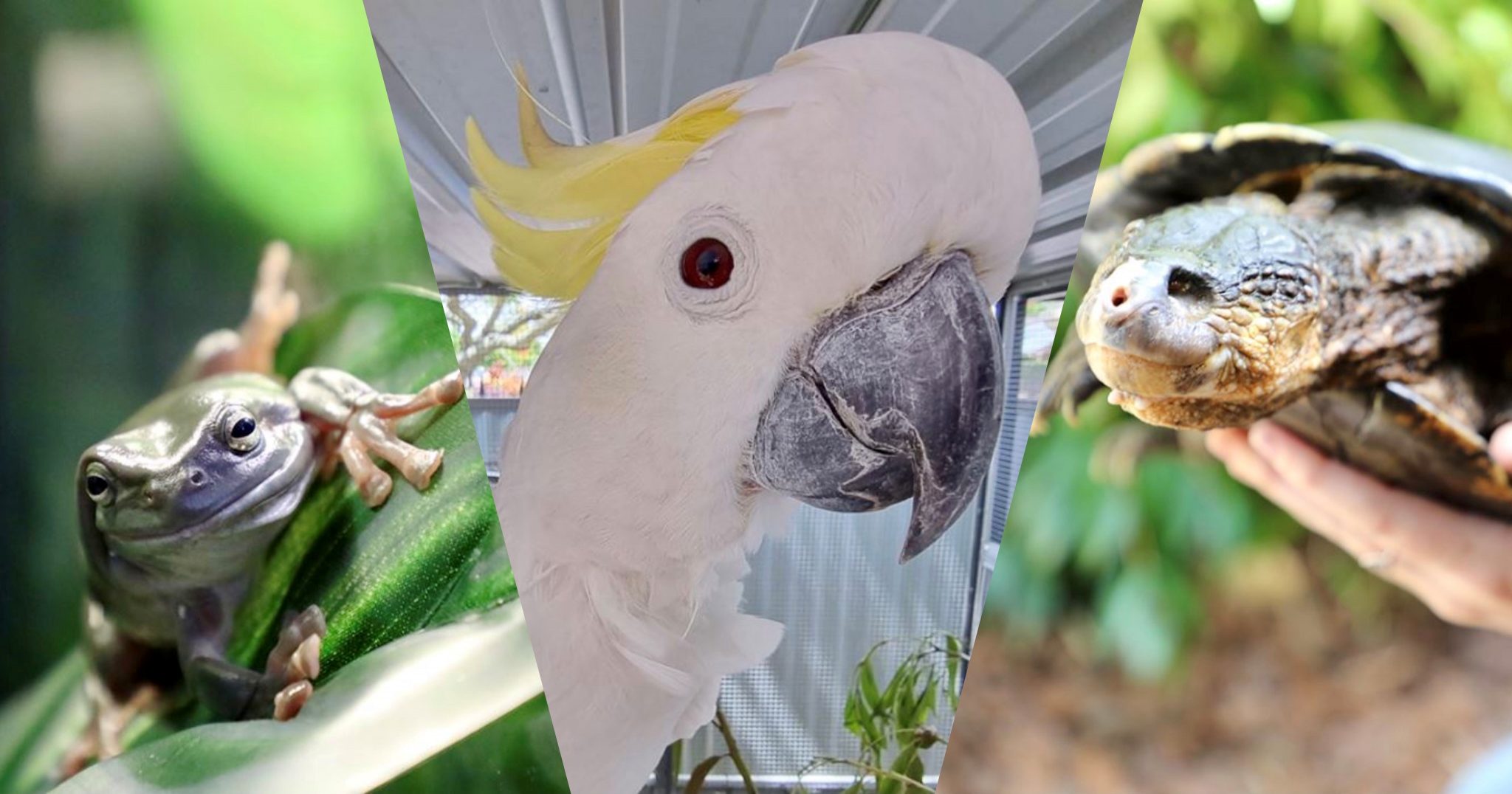 New additions to Alexandra Park Zoo in 2021 – Bundaberg Now