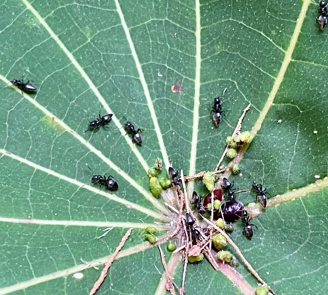 Valentine ants find home on heart-shaped leaves – Bundaberg Now