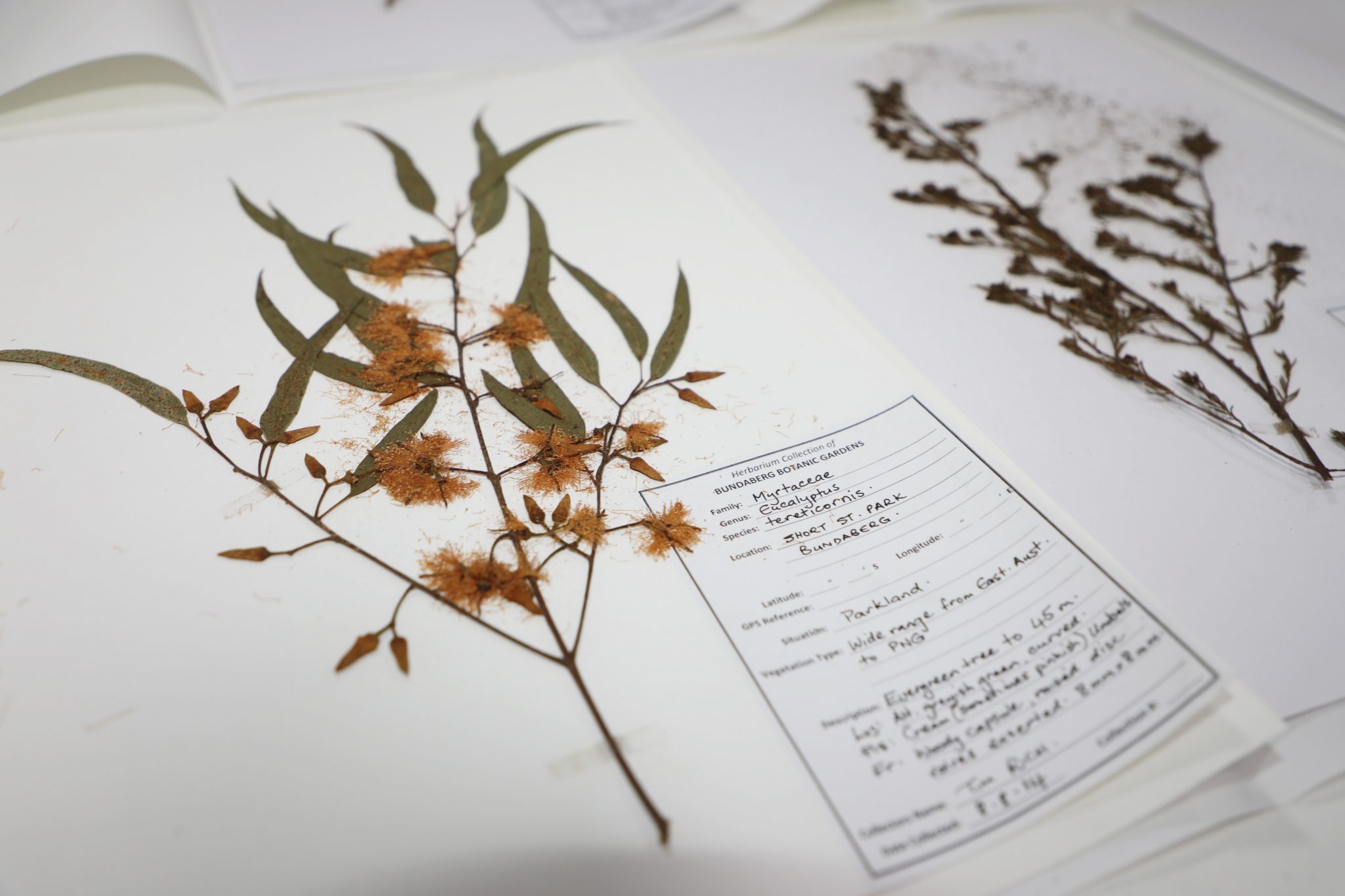 Online herbarium launched for Botanic Gardens Day – Bundaberg Now