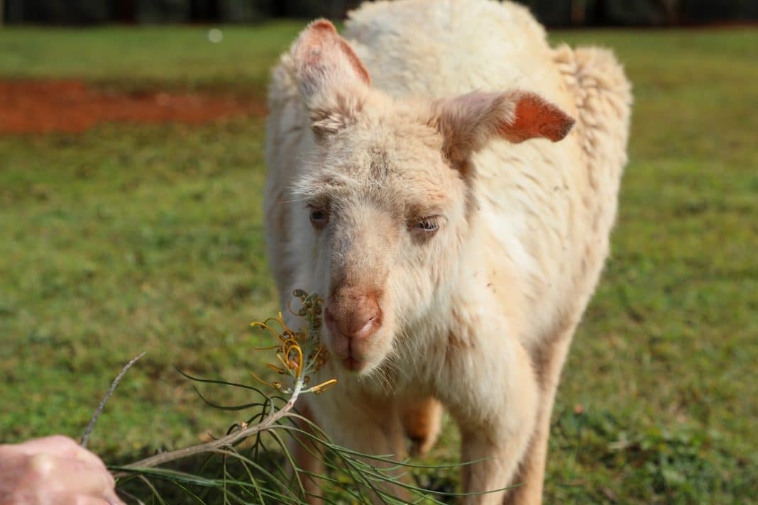 Snakes Downunder home to albino kangaroo – Bundaberg Now