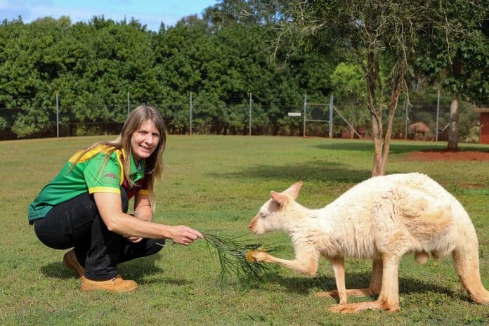 Snakes Downunder home to albino kangaroo – Bundaberg Now