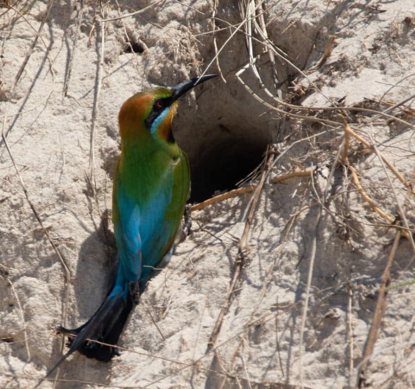 Look out for nesting rainbow bee-eaters – Bundaberg Now