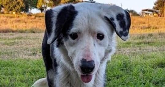 Roman the border collie needs a home – Bundaberg Now