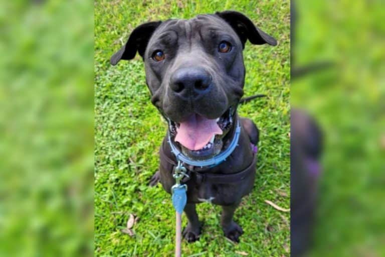 Help RSPCA's Give To Get Them Home appeal – Bundaberg Now